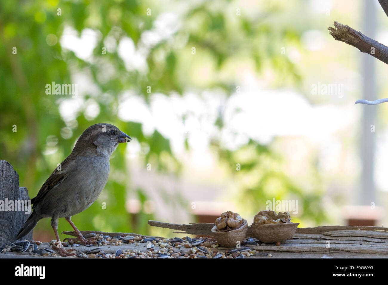 sparrow,, robin,, redstart,, great, tit,, crested, tit,, manger,, beak ...