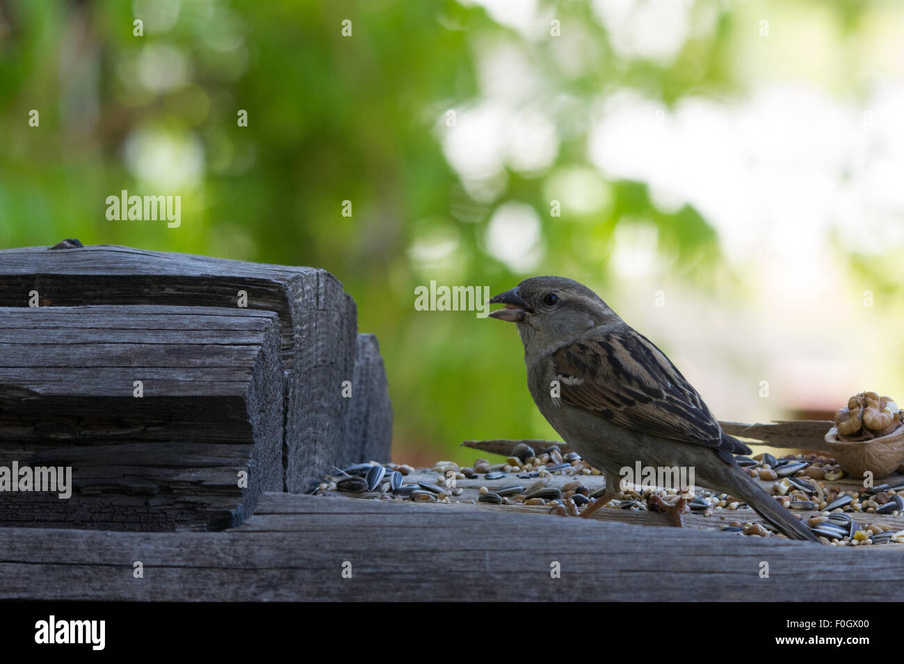 sparrow,, robin,, redstart,, great, tit,, crested, tit,, manger,, beak ...