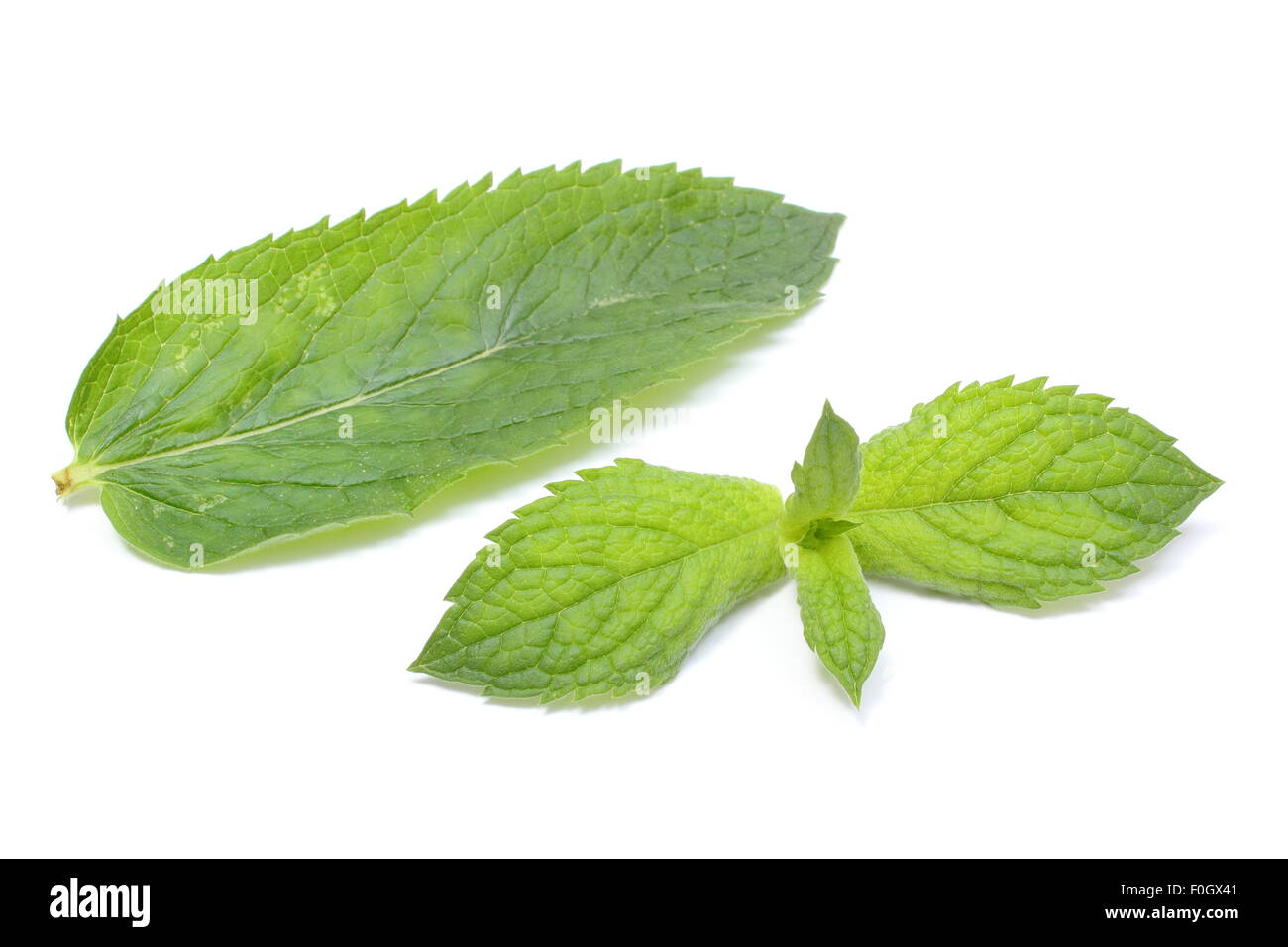 Closeup of fresh natural green mint isolated on white background ...