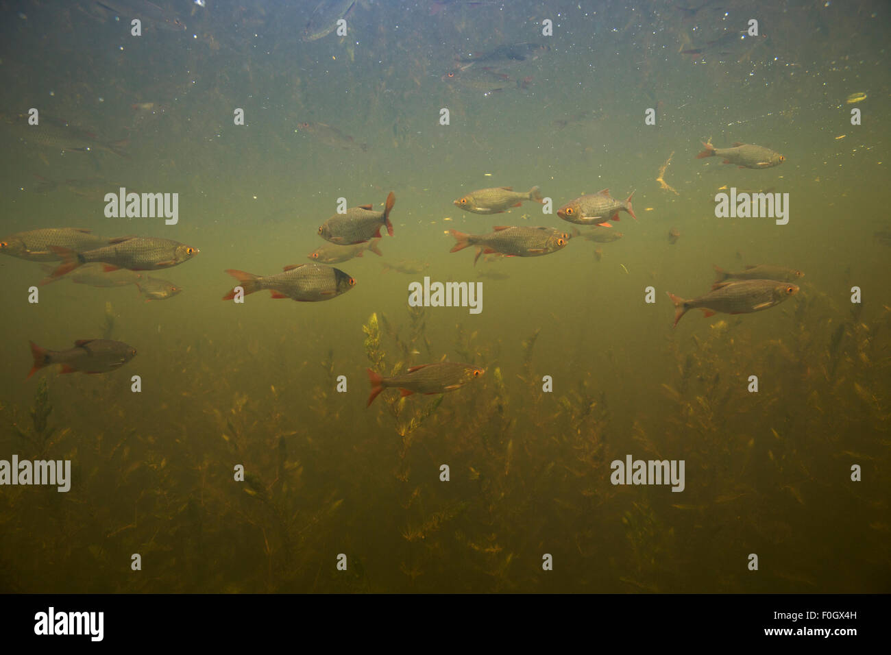 Red-eye / Common rudd (Scardinius erythrophthalmus) in peat pond ...