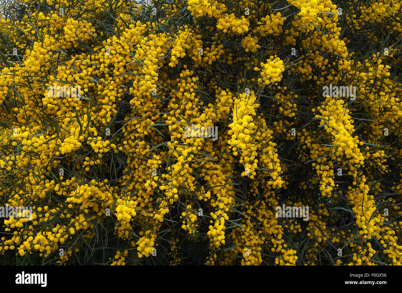 Acacia cyanophylla acacia cyanophylla hi-res stock photography and ...