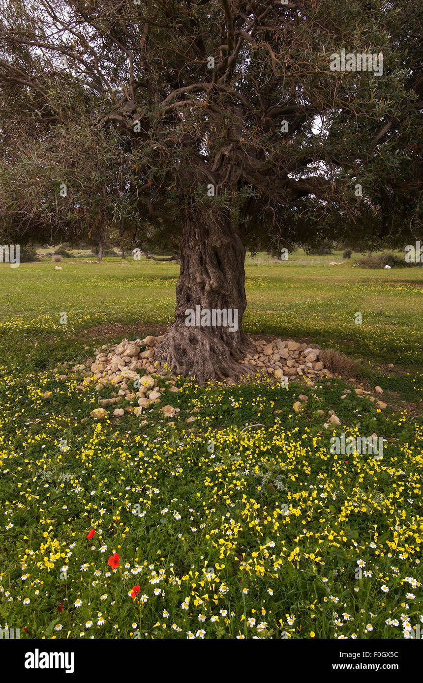 Olive tree (Olea europaea) surrounded by flowers, Northern Cyprus ...