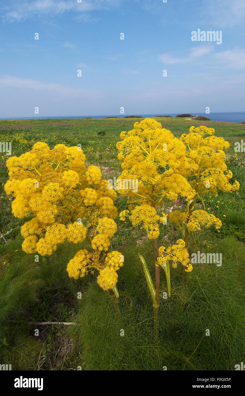 Ferula hi-res stock photography and images - Alamy
