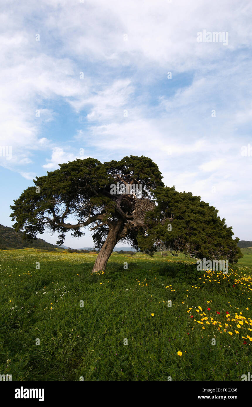 A large Mediterranean cypress (Cupressus sempervirens) tree, Karpaz ...