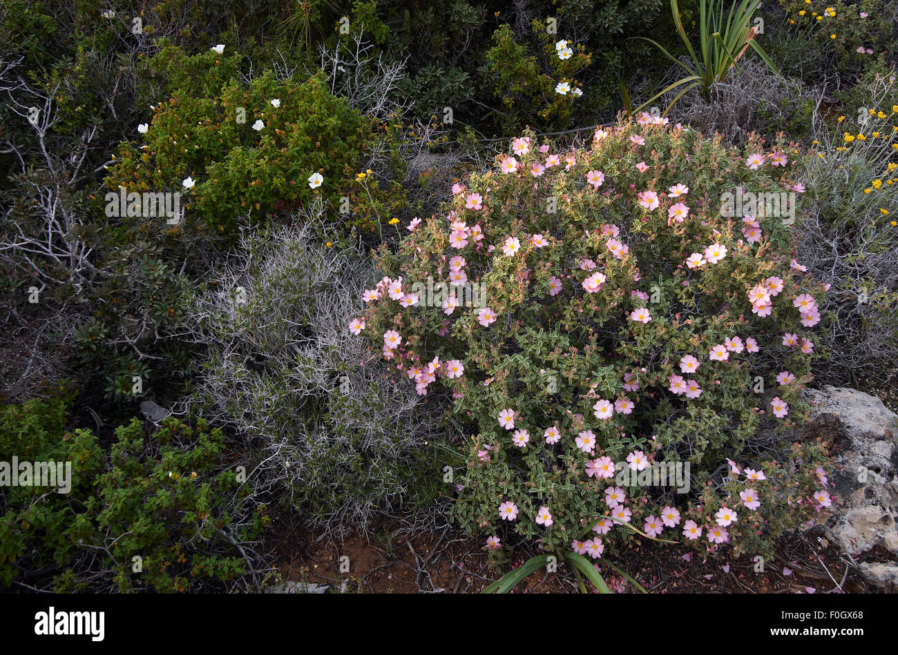 Cistus sp hi-res stock photography and images - Alamy
