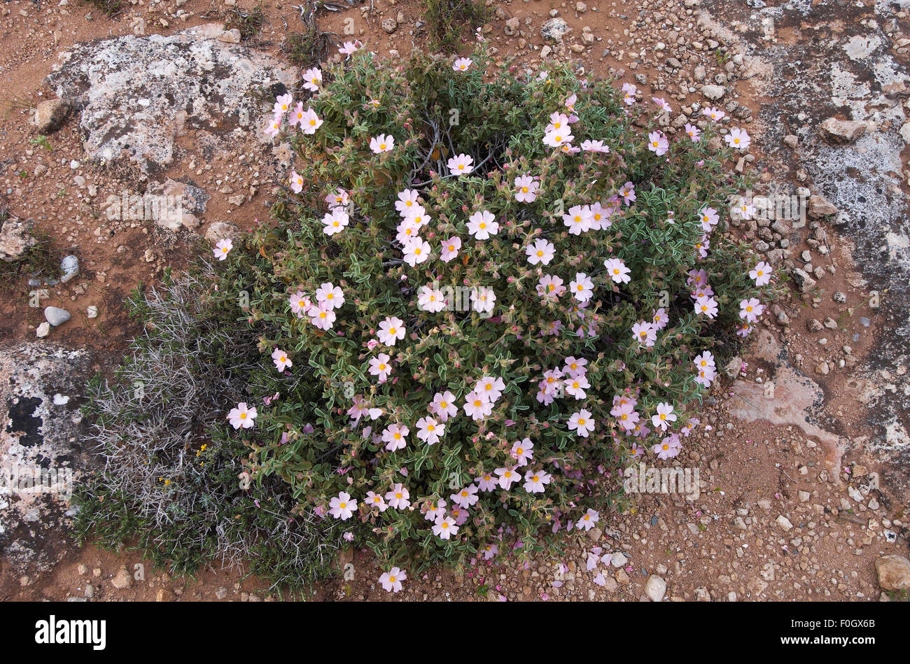 Cistus sp hi-res stock photography and images - Alamy