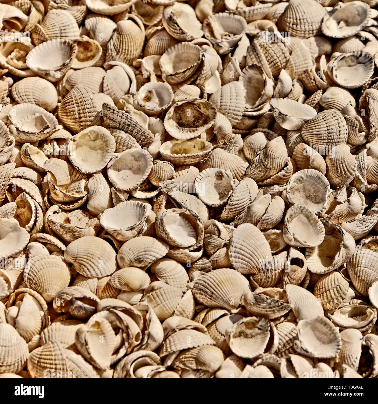 Shells on the Beach, background Stock Photo - Alamy