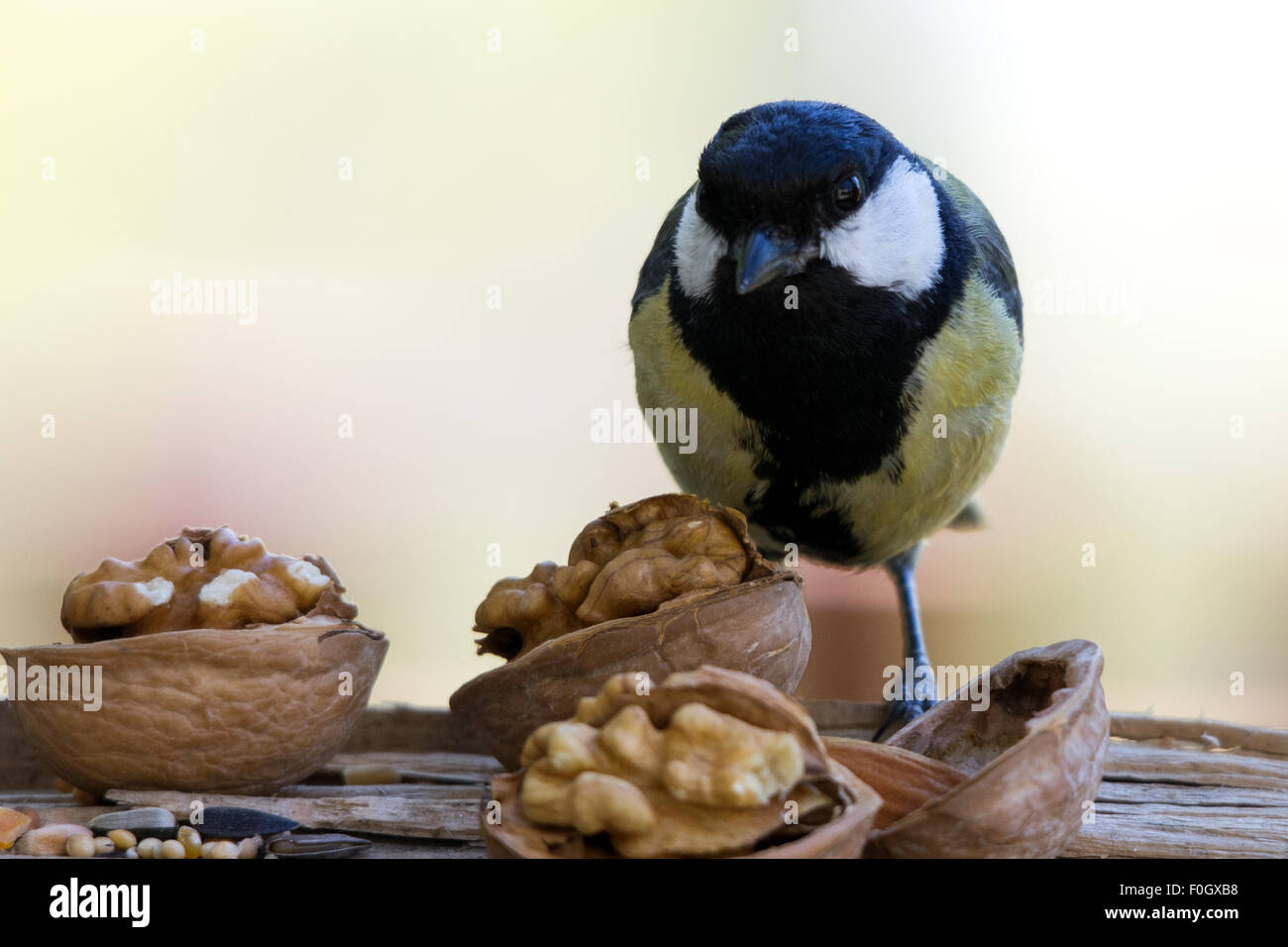 sparrow,, robin,, redstart,, great, tit,, crested, tit,, manger,, beak ...