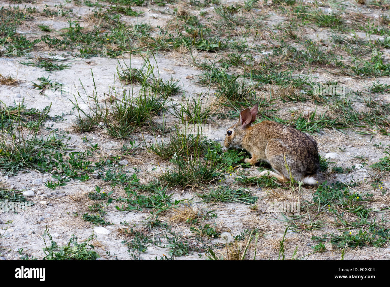 wild rabbit, rabbit closeup, rabbit on camp, italian wild rabbit ...
