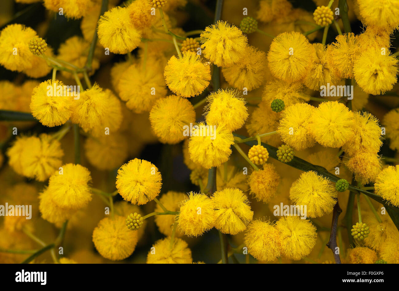 Acacia cyanophylla acacia cyanophylla hi-res stock photography and ...
