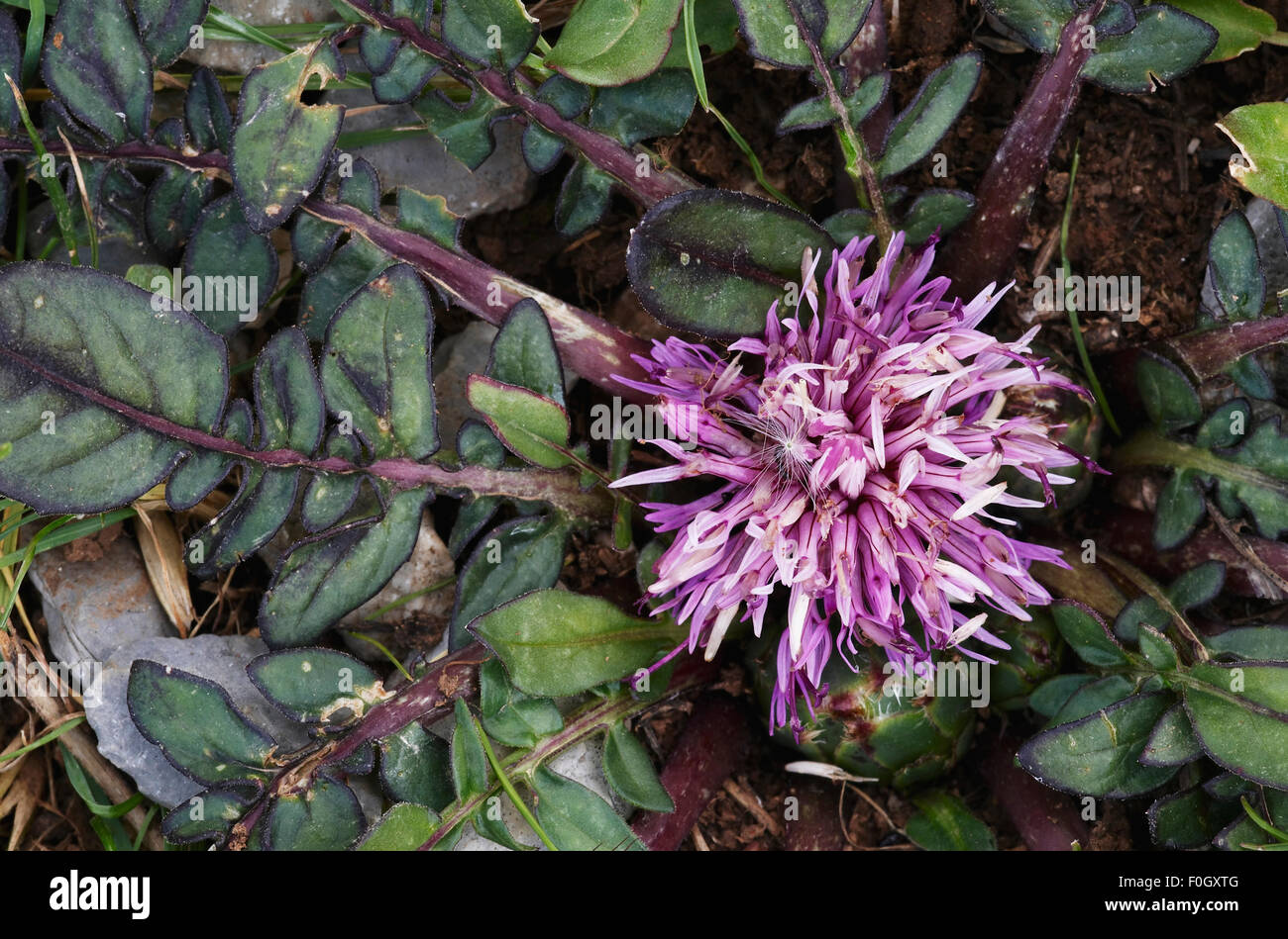 Centaurea raphanina hi-res stock photography and images - Alamy