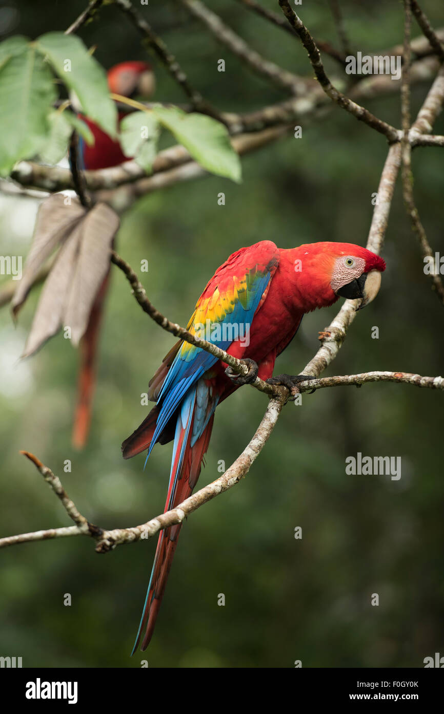 Scarlet macaw (Ara macao) Tambopata, Peruvian Amazon WILD Stock Photo ...
