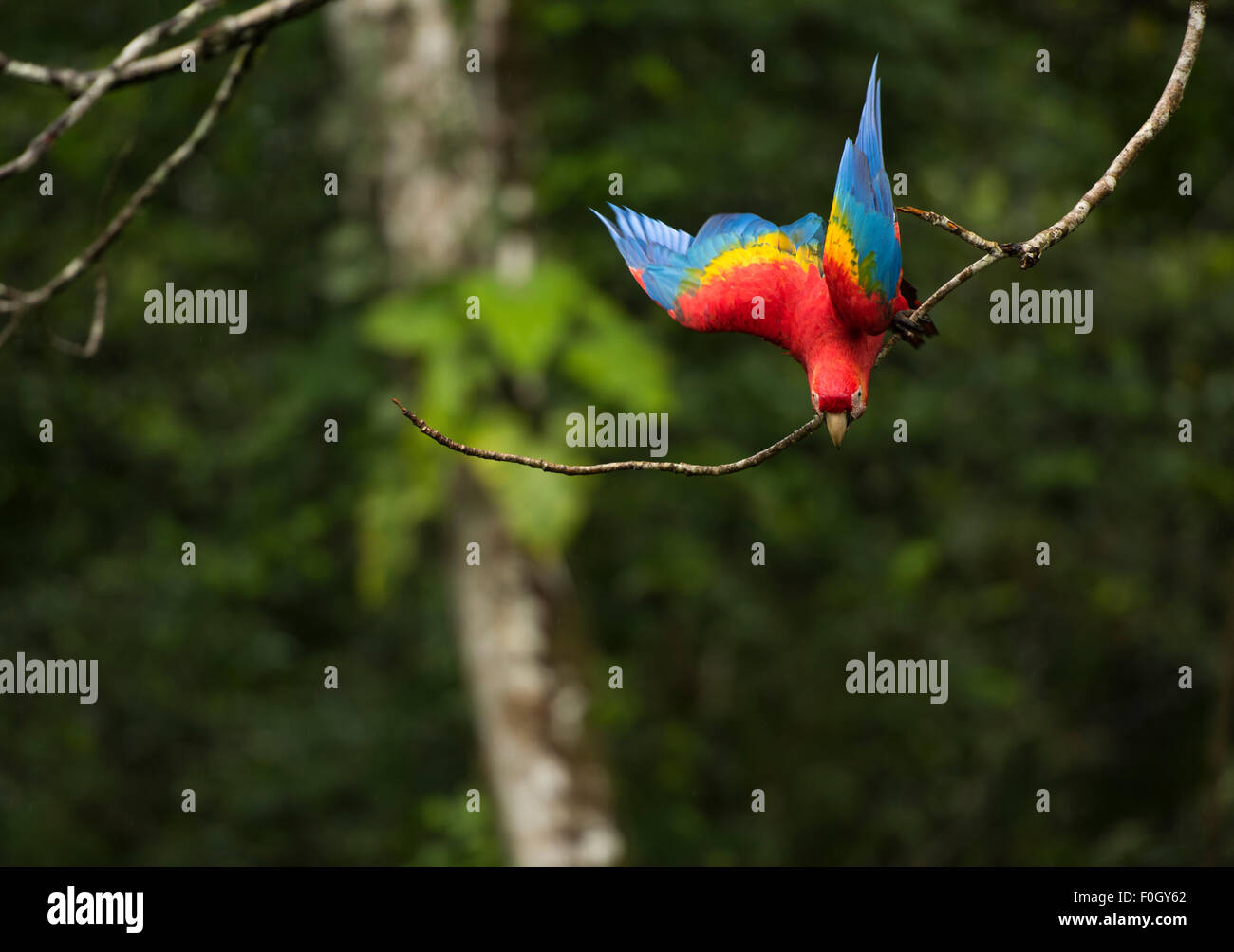 Scarlet macaw (Ara macao) Tambopata, Peruvian Amazon WILD Stock Photo ...