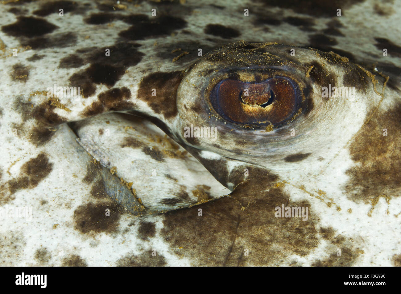 Marble stingray hi-res stock photography and images - Alamy