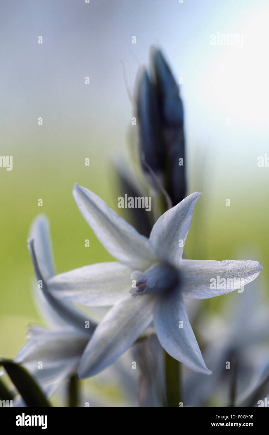 Drooping star of bethlehem hi-res stock photography and images - Alamy