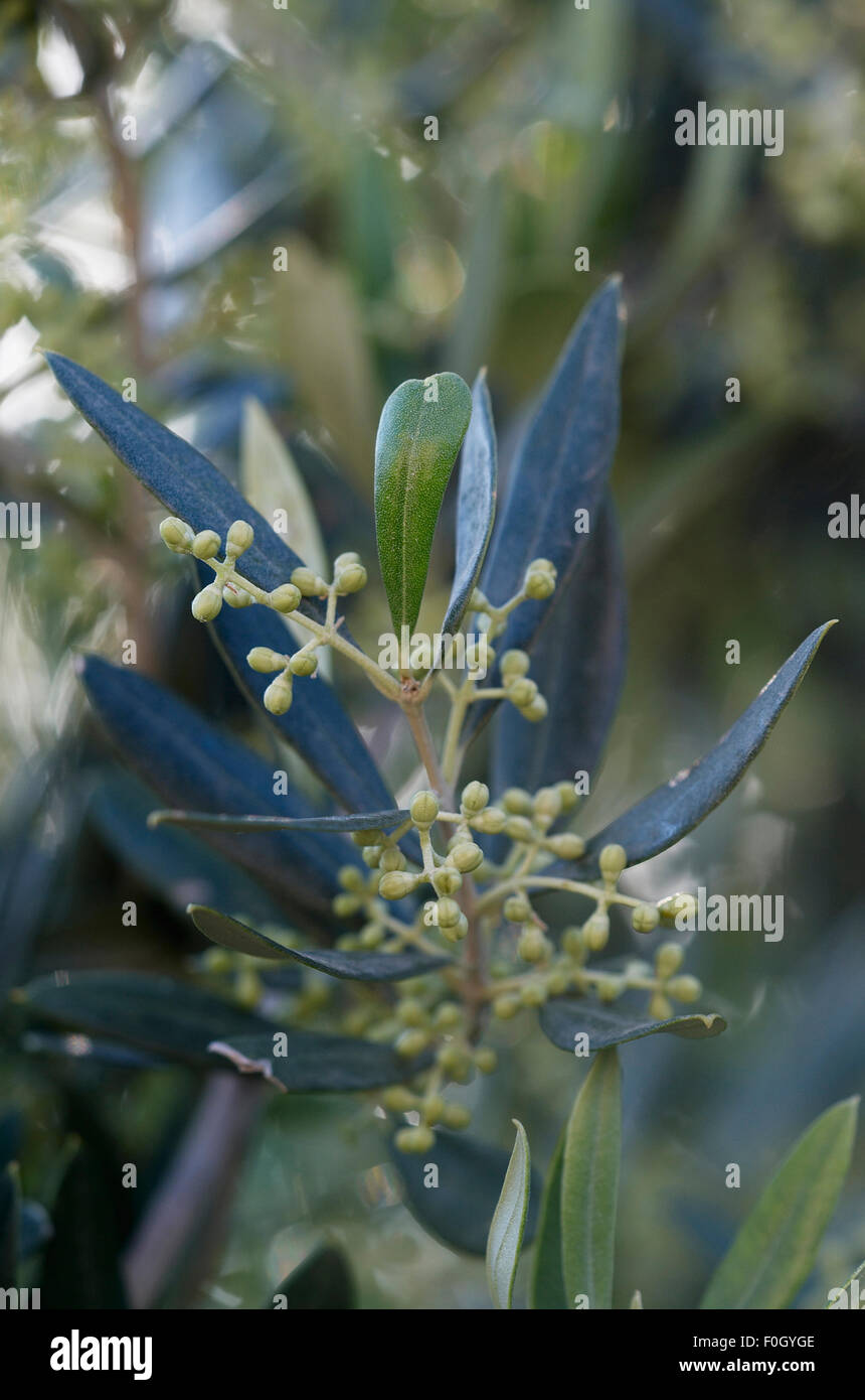 Olea europaea flower hi-res stock photography and images - Alamy