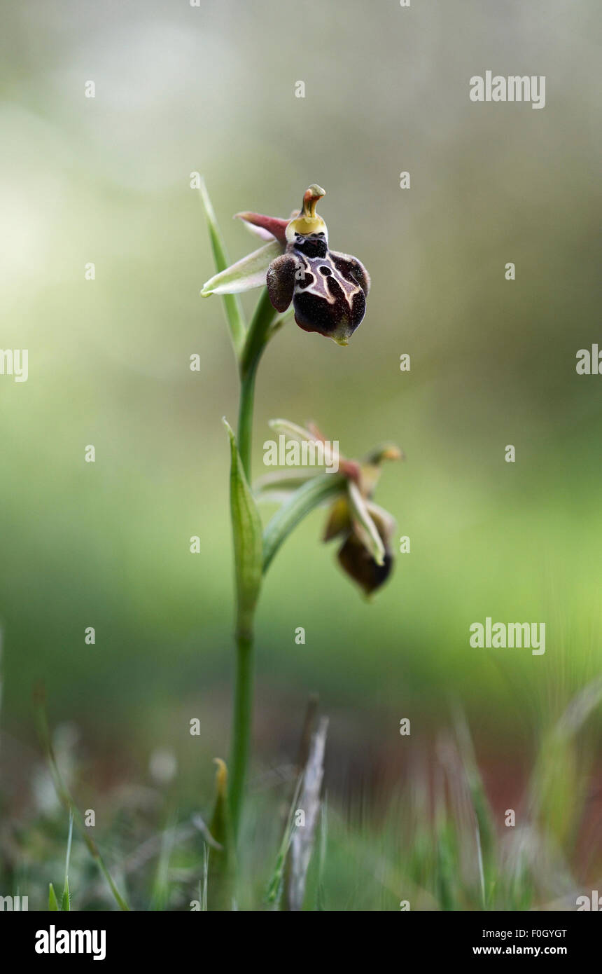 Ophrys genus hi-res stock photography and images - Alamy