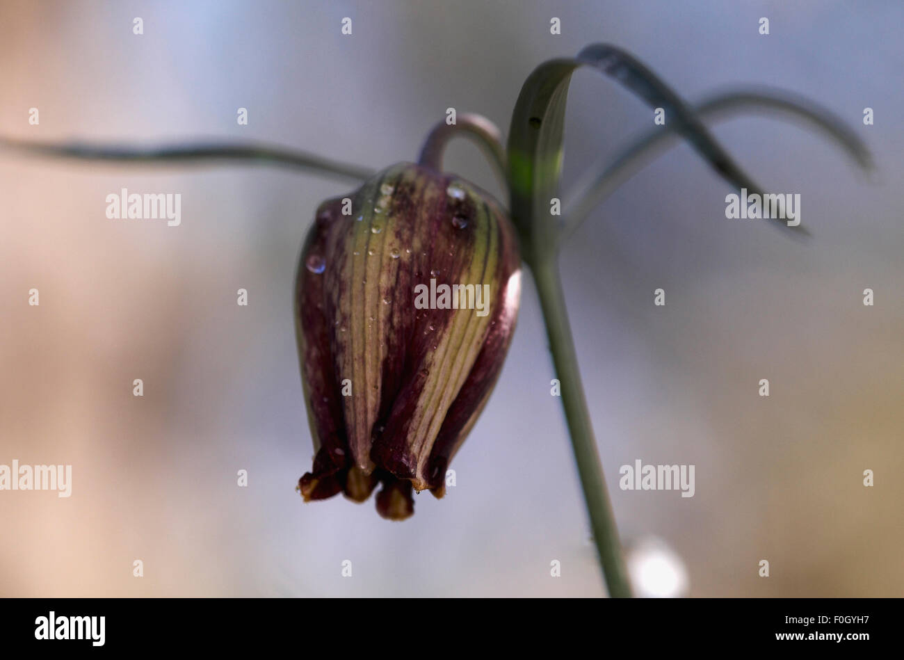 (Fritillaria messanensis) flower, Prina, Crete, Greece, April 2009 ...
