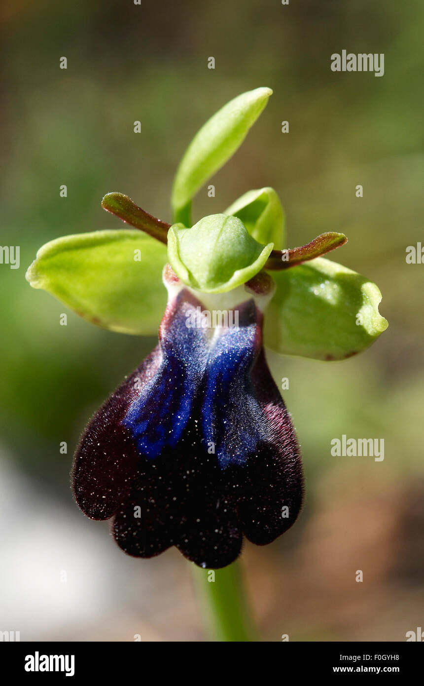 Sombre bee orchid (Ophrys fusca) flower, Prina, Crete, Greece, April ...