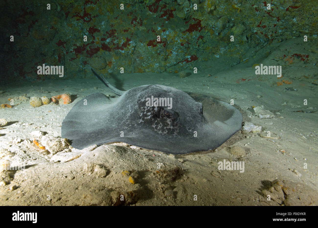 The bottom of the underwater cave hi-res stock photography and images ...