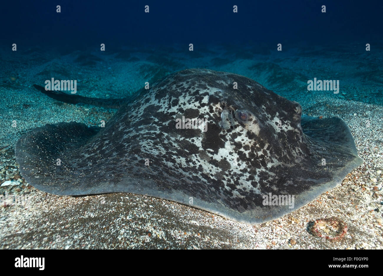 Marble stingray hi-res stock photography and images - Alamy