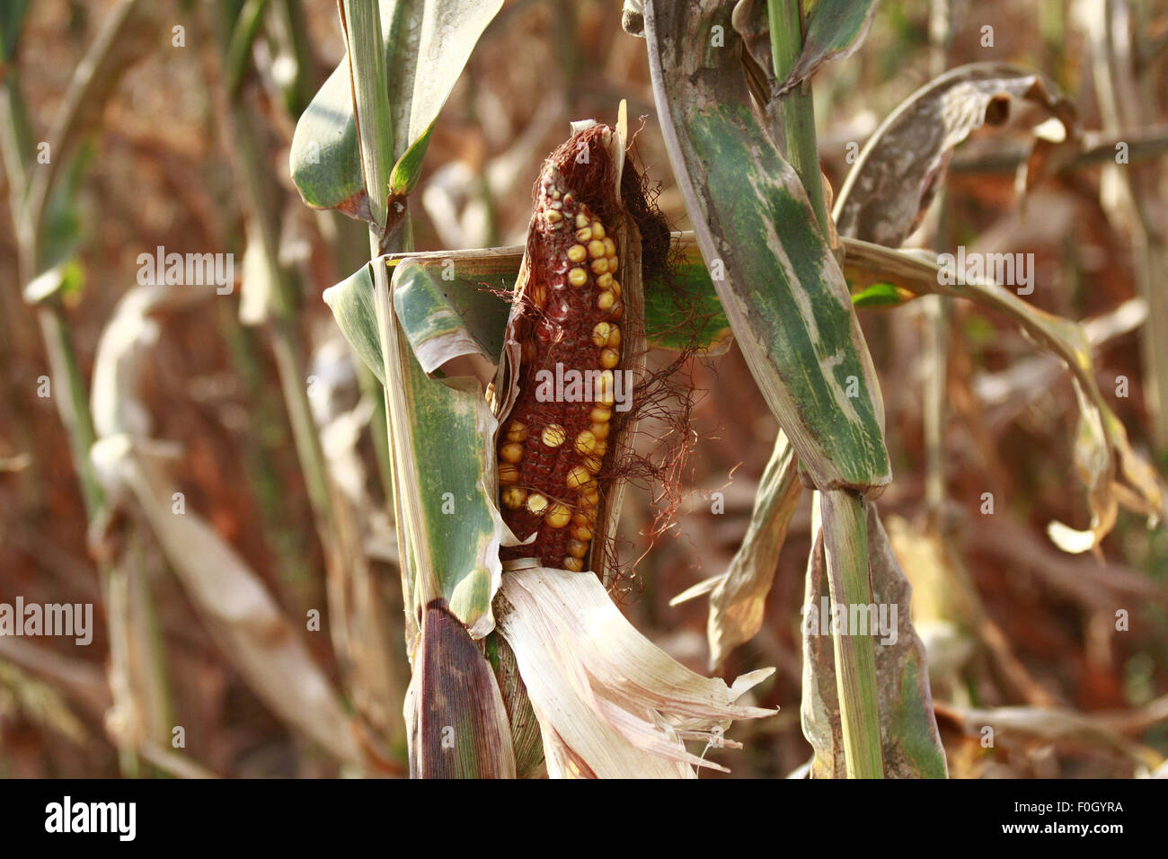 Bucharest, Romania. 15th Aug, 2015. Blasted corn leaves caused by ...