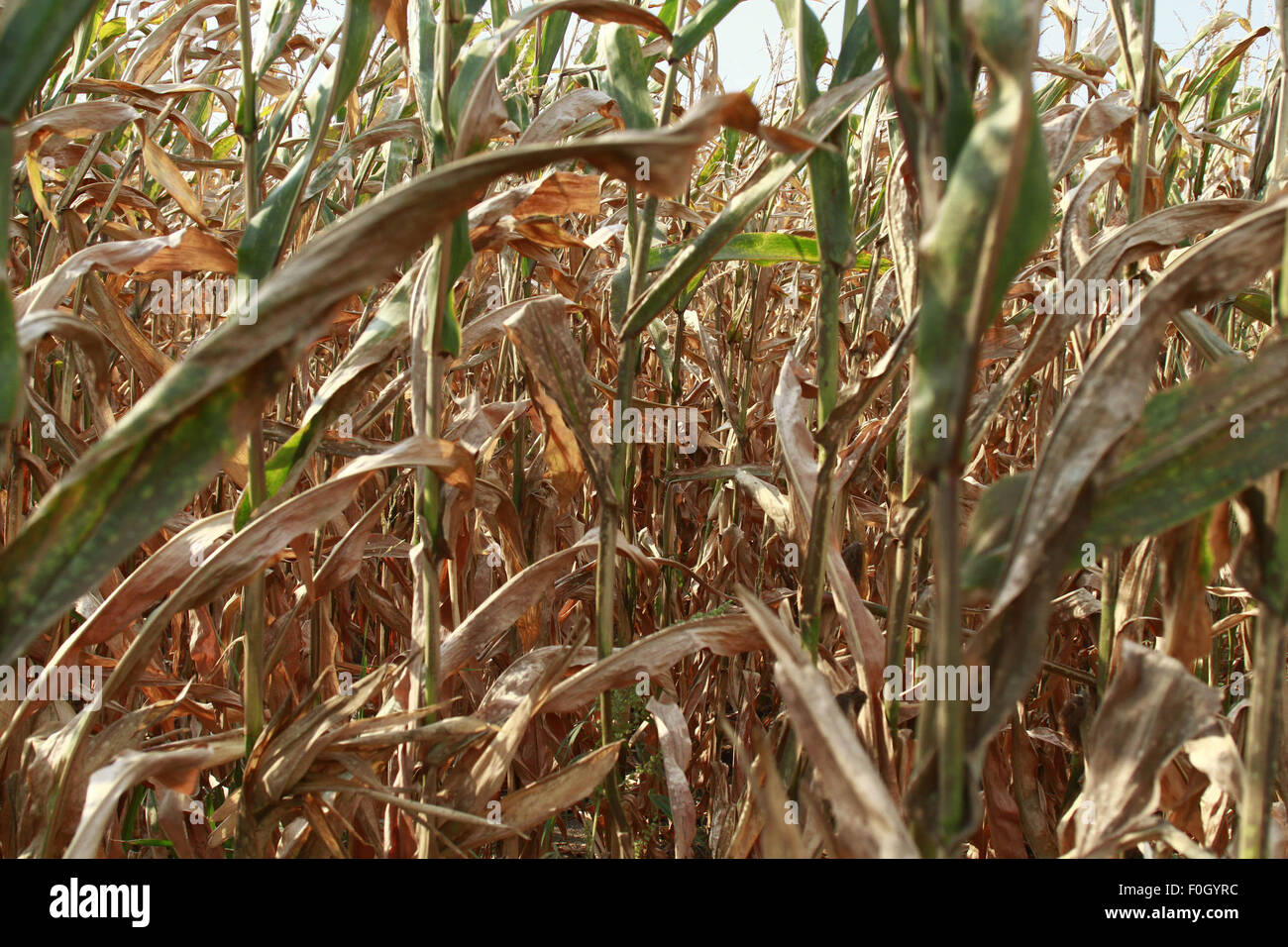 Romania regions hi-res stock photography and images - Alamy