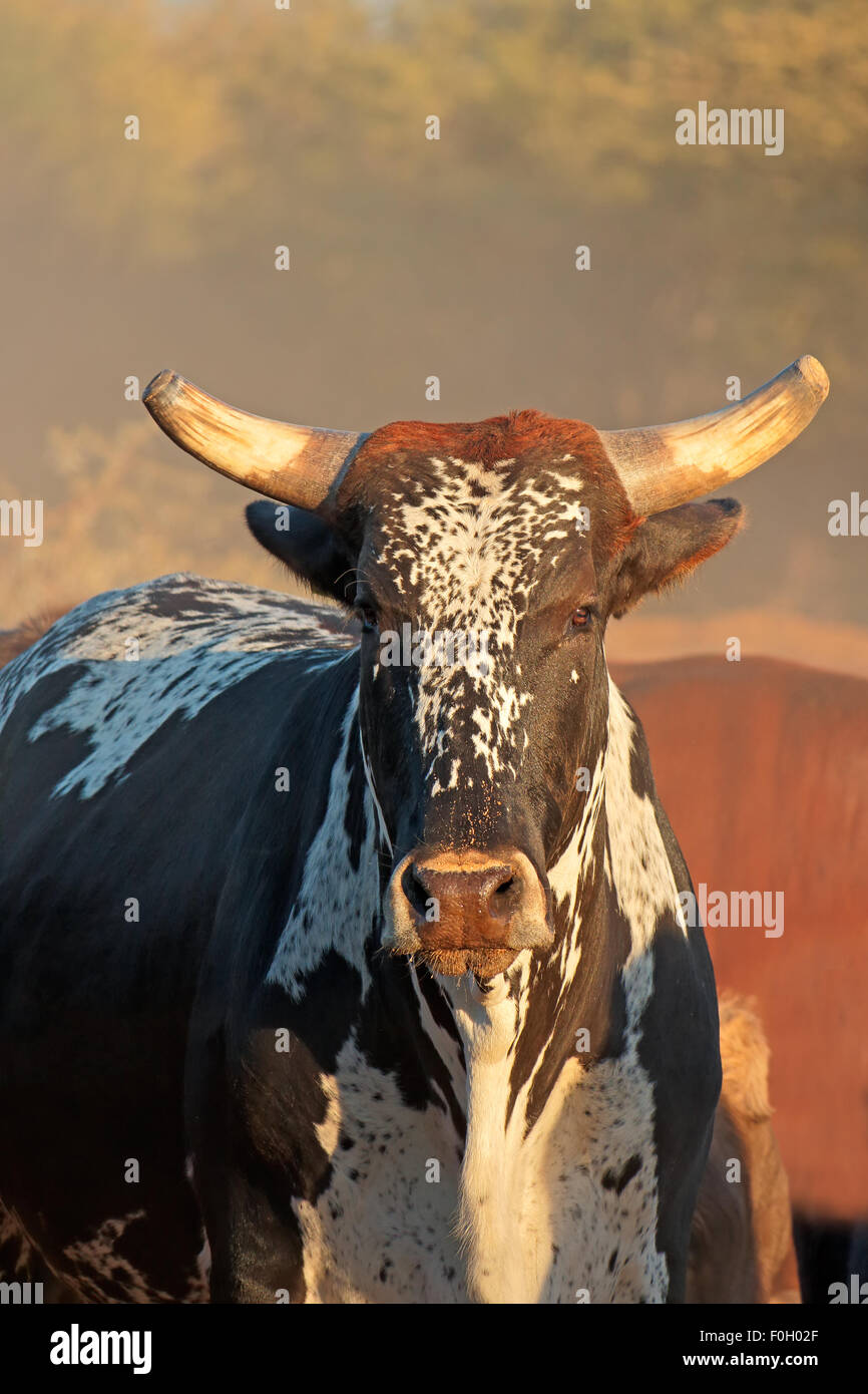 Sanga bull indigenous cattle breed hi-res stock photography and images ...