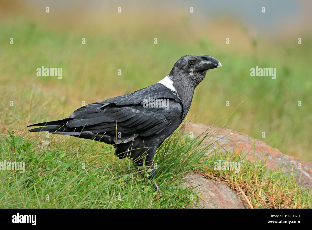 African White Necked Raven High Resolution Stock Photography and Images ...