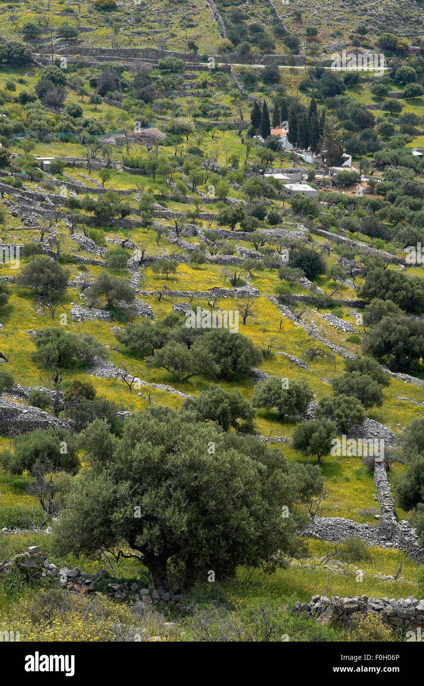 Cretan landscape with Olive trees, Epano Pines, Crete, Greece, April ...