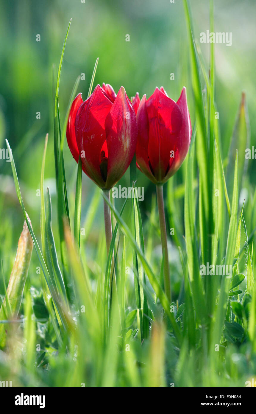 Two Tulips (Tulipa doerfleri) in flower, Spili, Crete, Greece, April ...