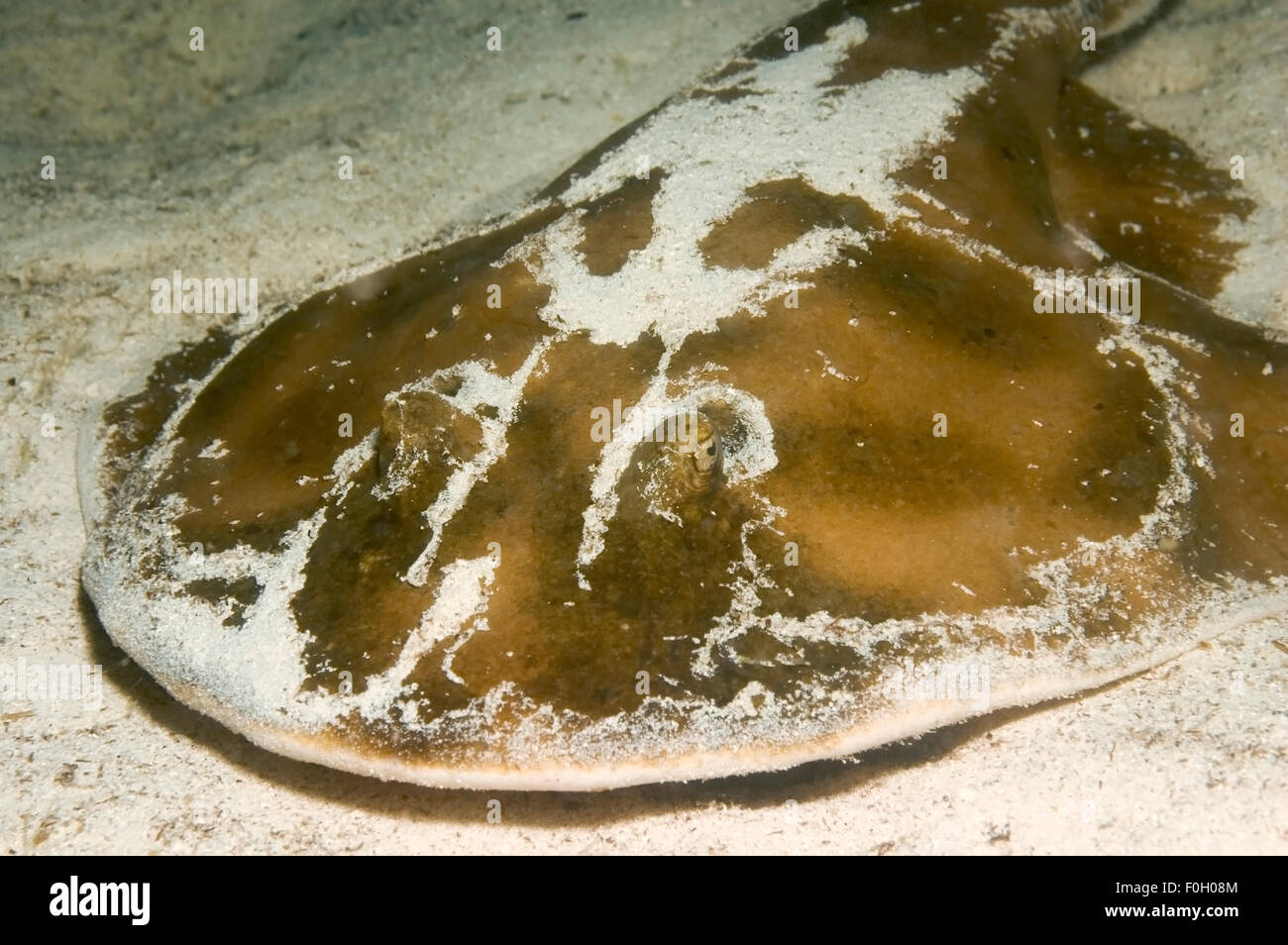 Torpedo rays hi-res stock photography and images - Alamy