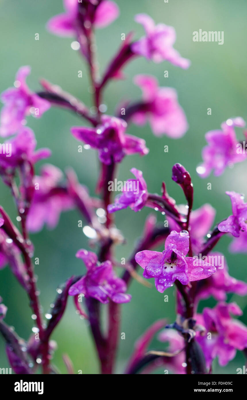 (Orchis quadripunctata) flowers covered in raindrops, Spili, Crete ...