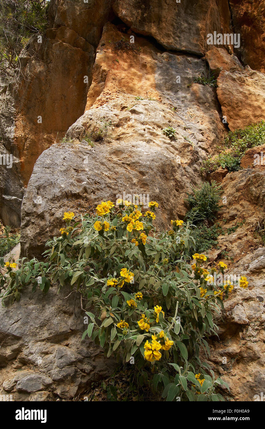 Greek jerusalem sage hi-res stock photography and images - Alamy