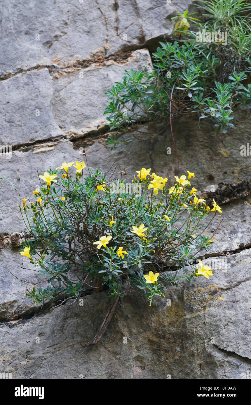 Linum sp hi-res stock photography and images - Alamy