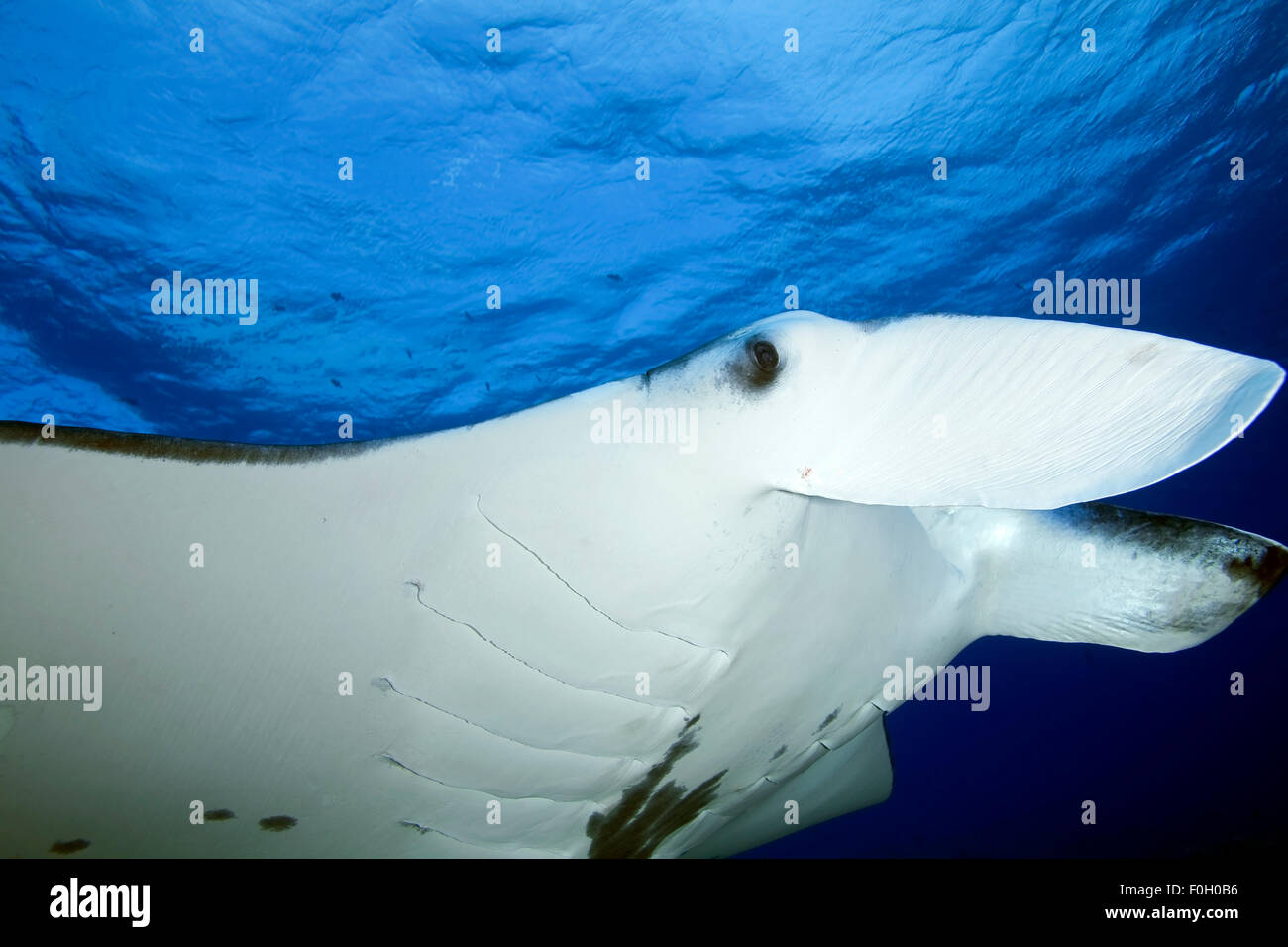 CLOSE-UP VIEW OF MANTA RAY EYES Stock Photo - Alamy