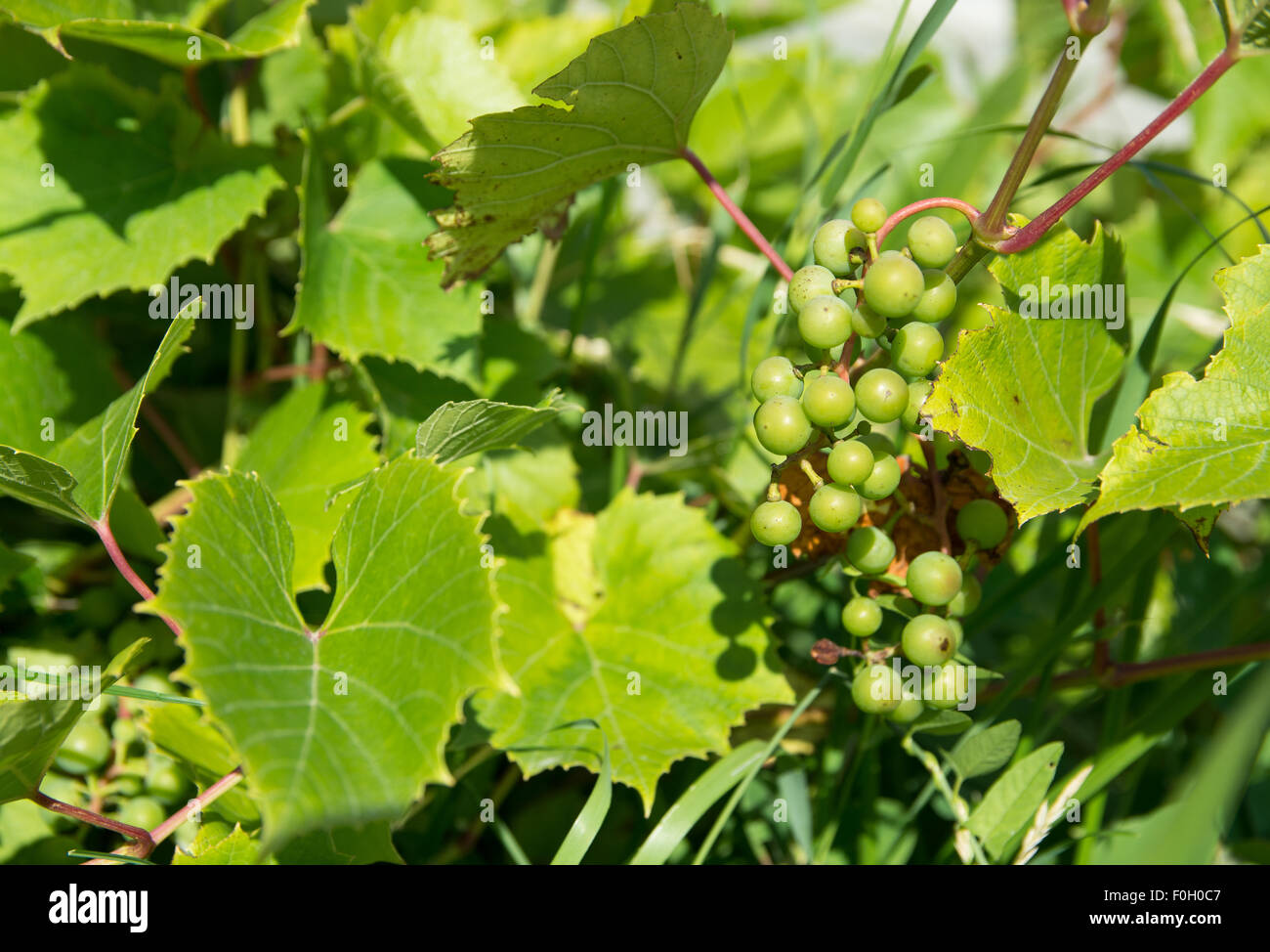 Grapes on a branch hi-res stock photography and images - Alamy