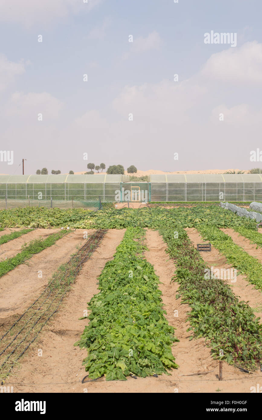 Farming vegetables uae hi-res stock photography and images - Alamy