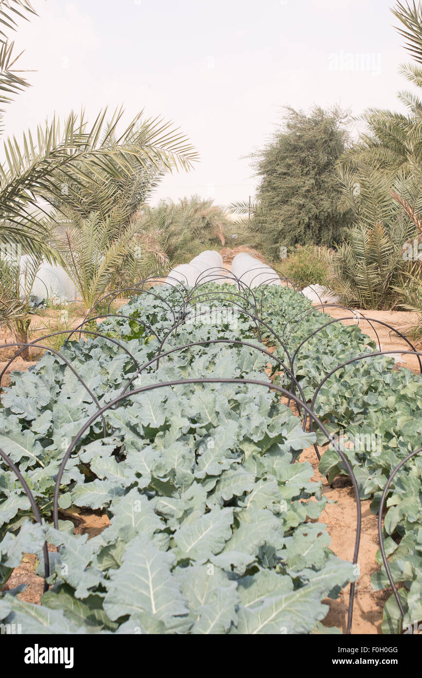 Uae farming hi-res stock photography and images - Alamy