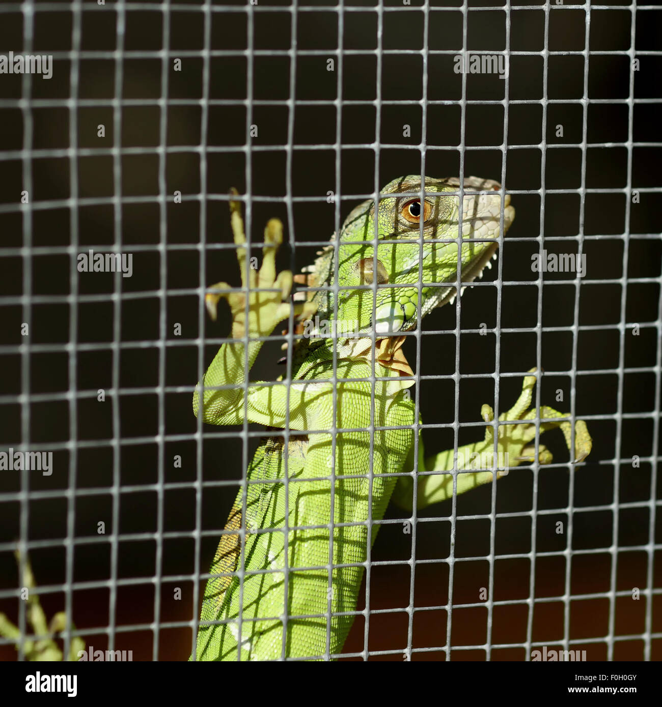 Small iguana hi-res stock photography and images - Alamy