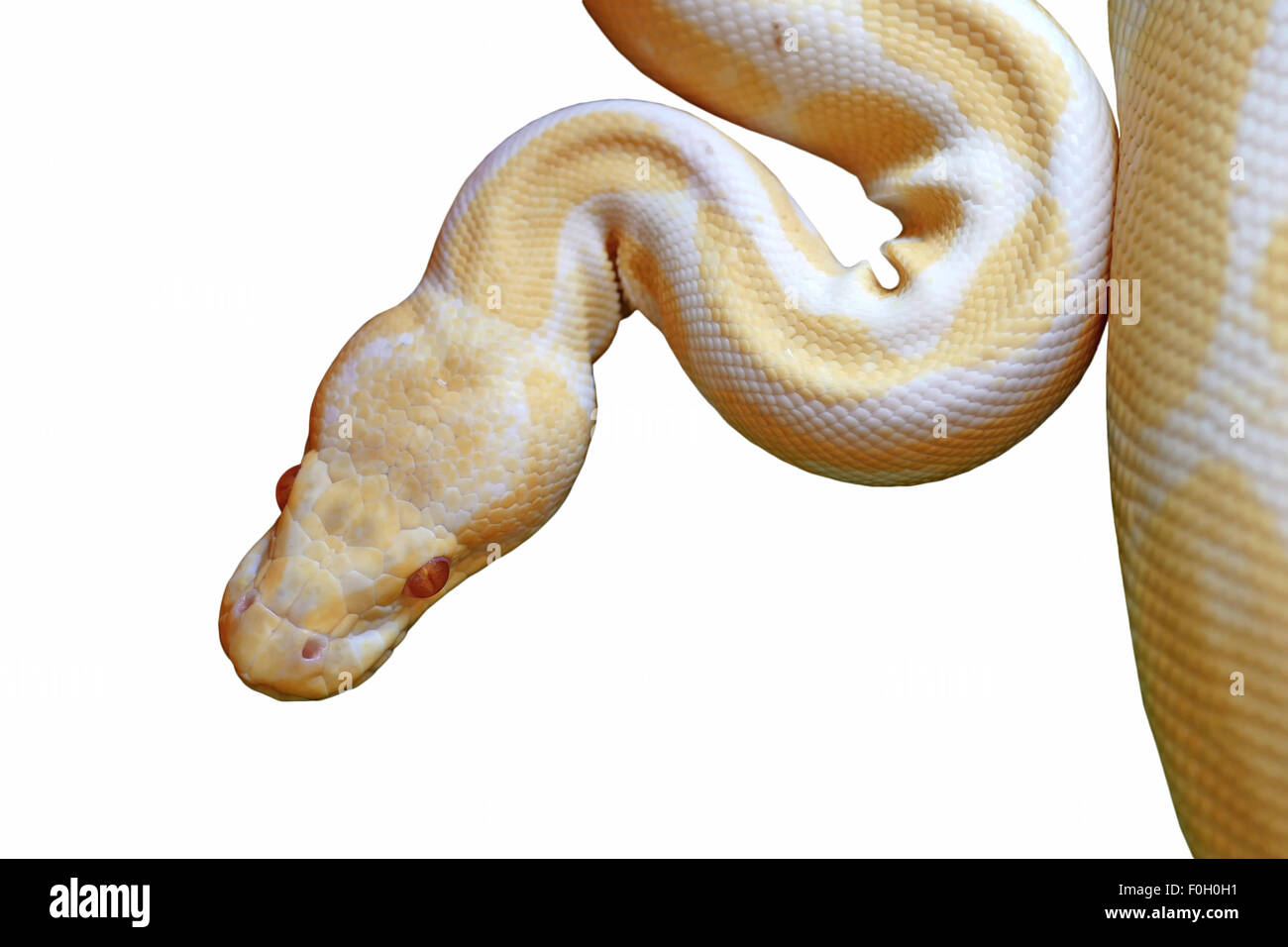 albino reticulated python (python reticulatus) isolated on white ...