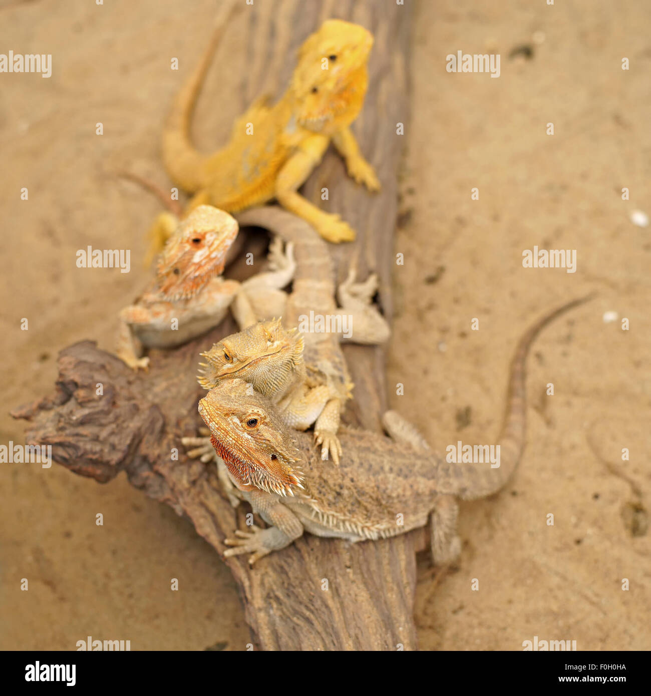 bearded dragon or pogona vitticeps on nature background Stock Photo - Alamy