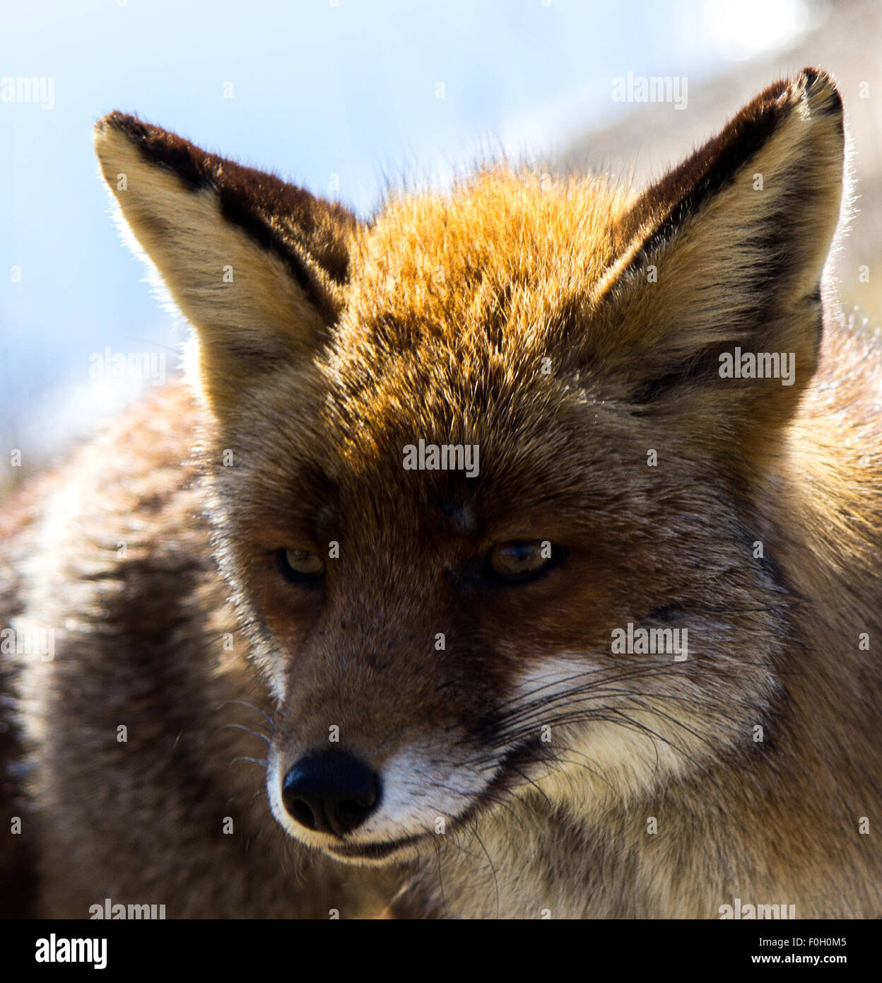 Red Fox (Vulpes vulpes), Zantvoort, North Holland, The Netherlands ...