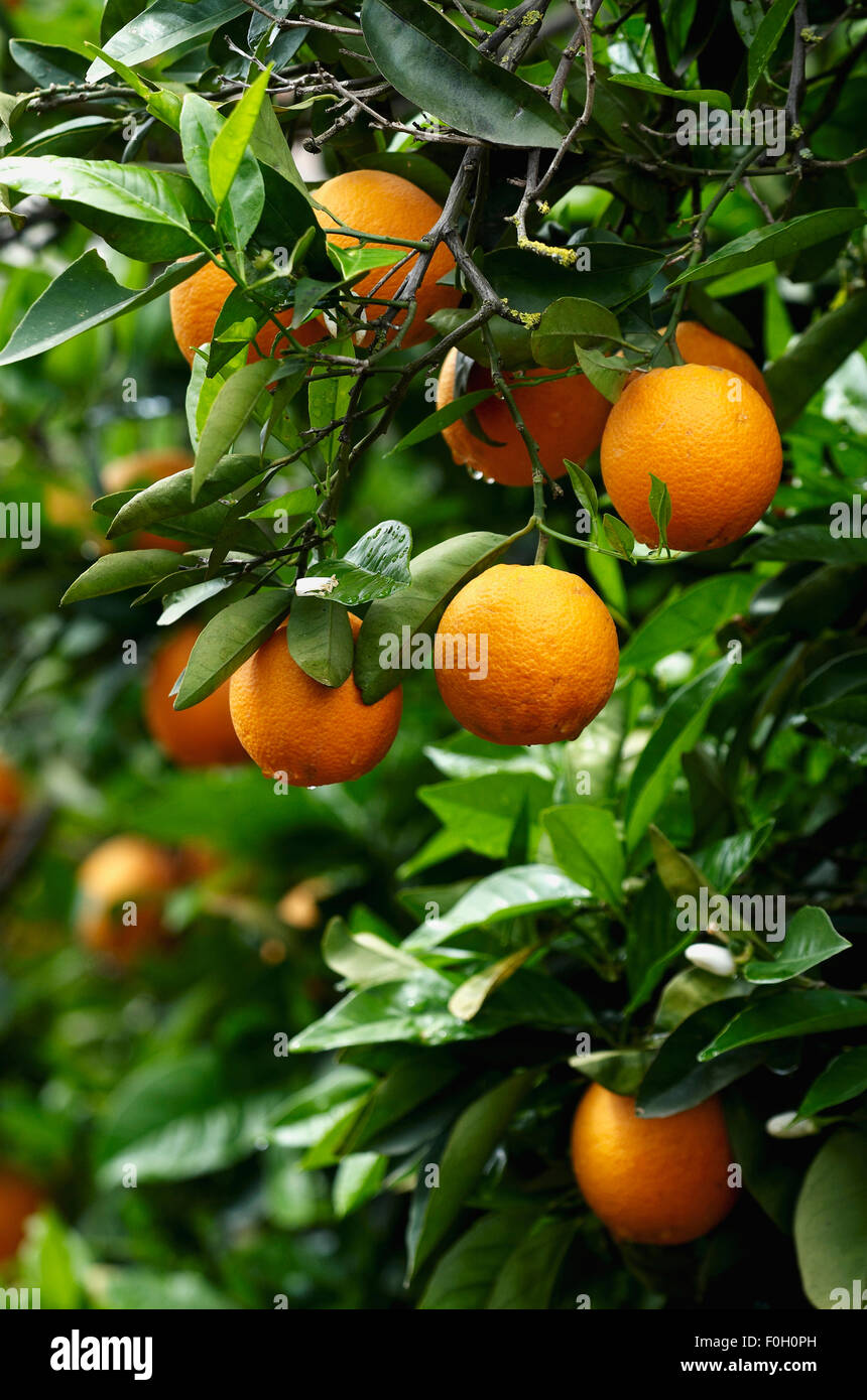 Oranges (Citrus sinensis) on tree, Crete, Greece, April 2009 Stock ...