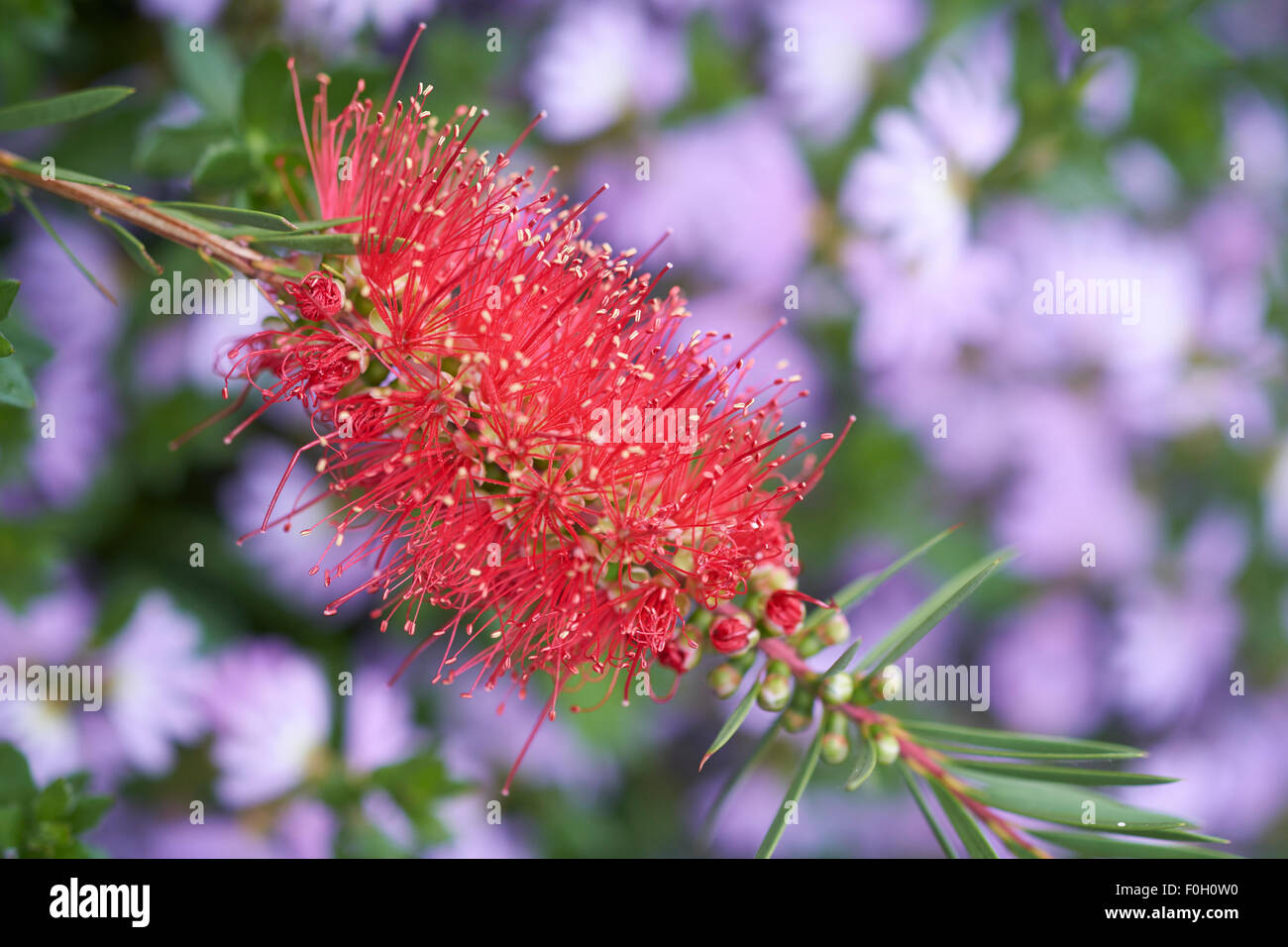 Australian native bottlebrush flower hi-res stock photography and ...