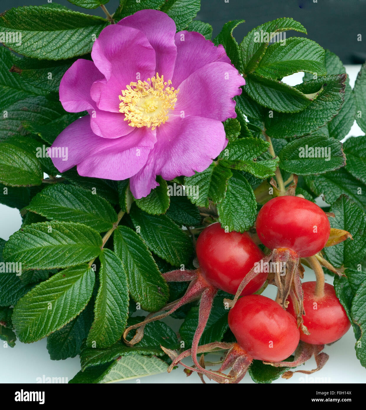 Rugosa Rose Rosa Rugosa High Resolution Stock Photography and Images ...