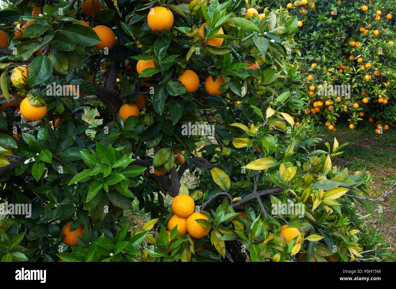 Orange tree citrus sinensis hi-res stock photography and images - Alamy
