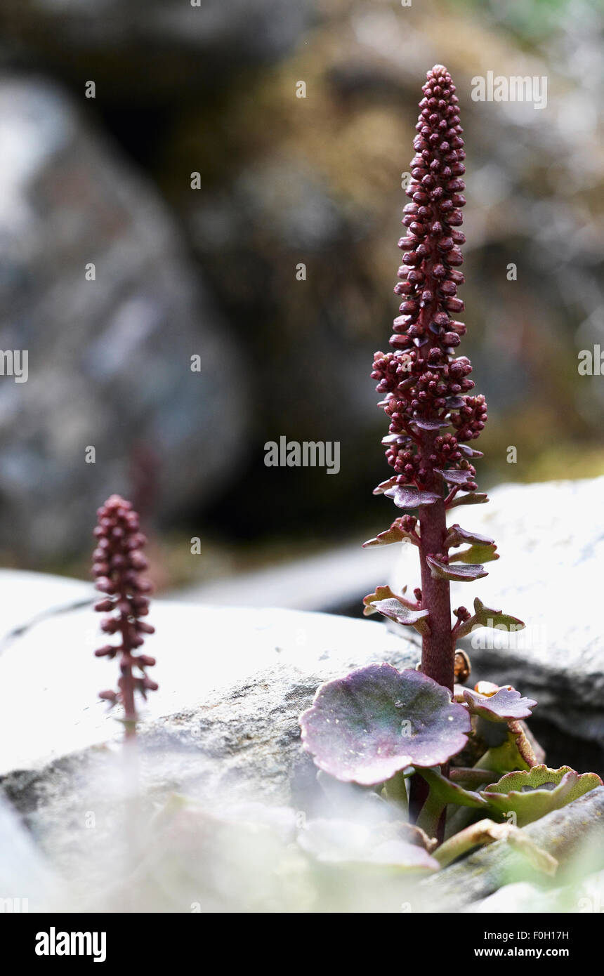 Umbilicus hi-res stock photography and images - Alamy