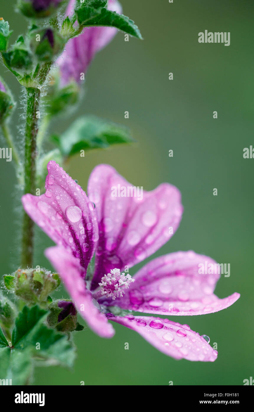 Common mallow (Malva sylvestris) covered in raindrops, Kandanos, Crete ...
