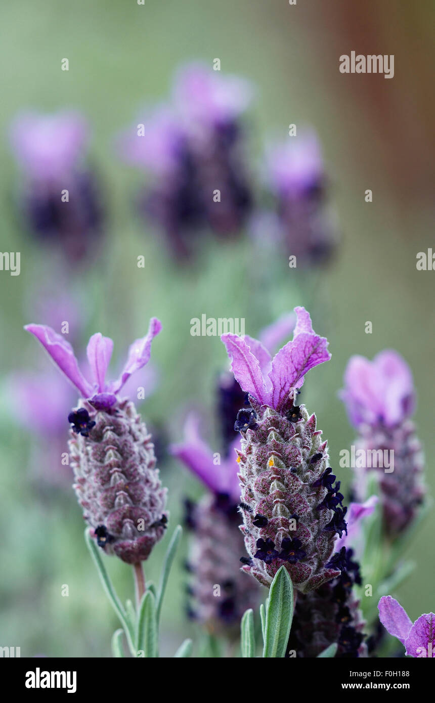 French lavender (Lavandula dentata) flowers, Crete, Greece, April 2009 ...